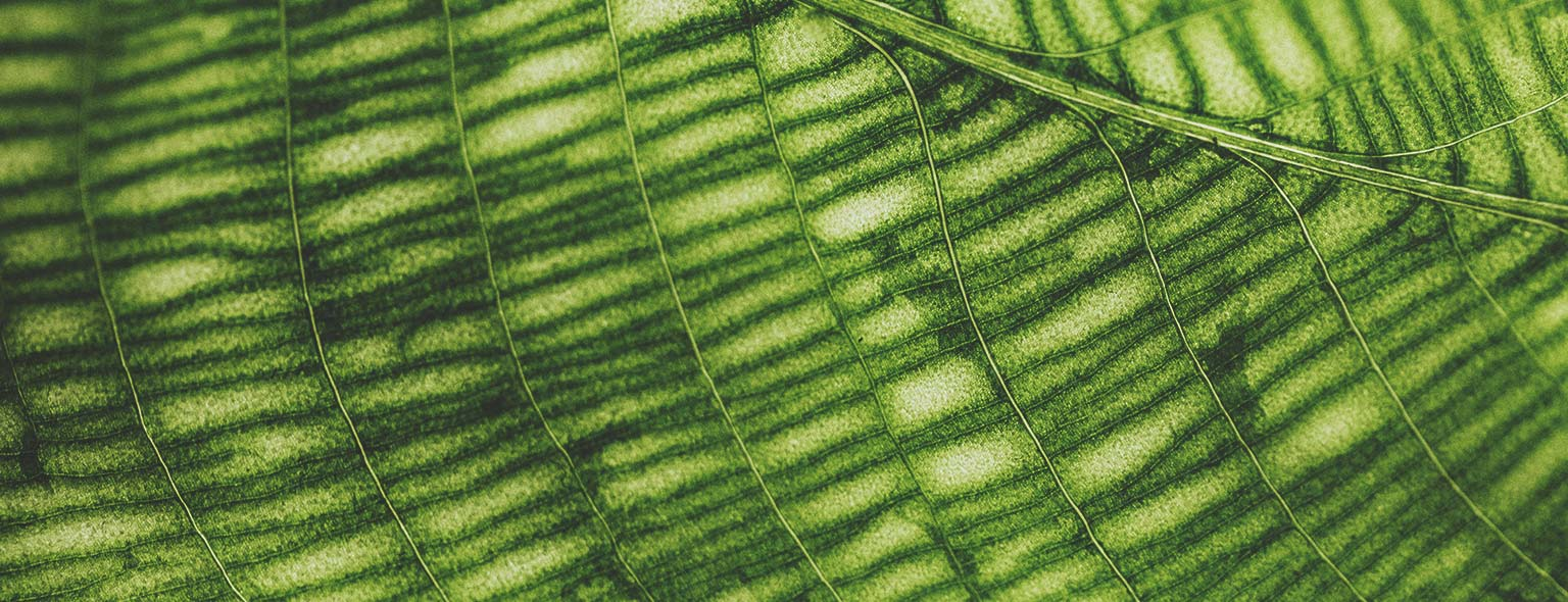 Chlorofyl: wat is het en wat zijn de voordelen ervan?