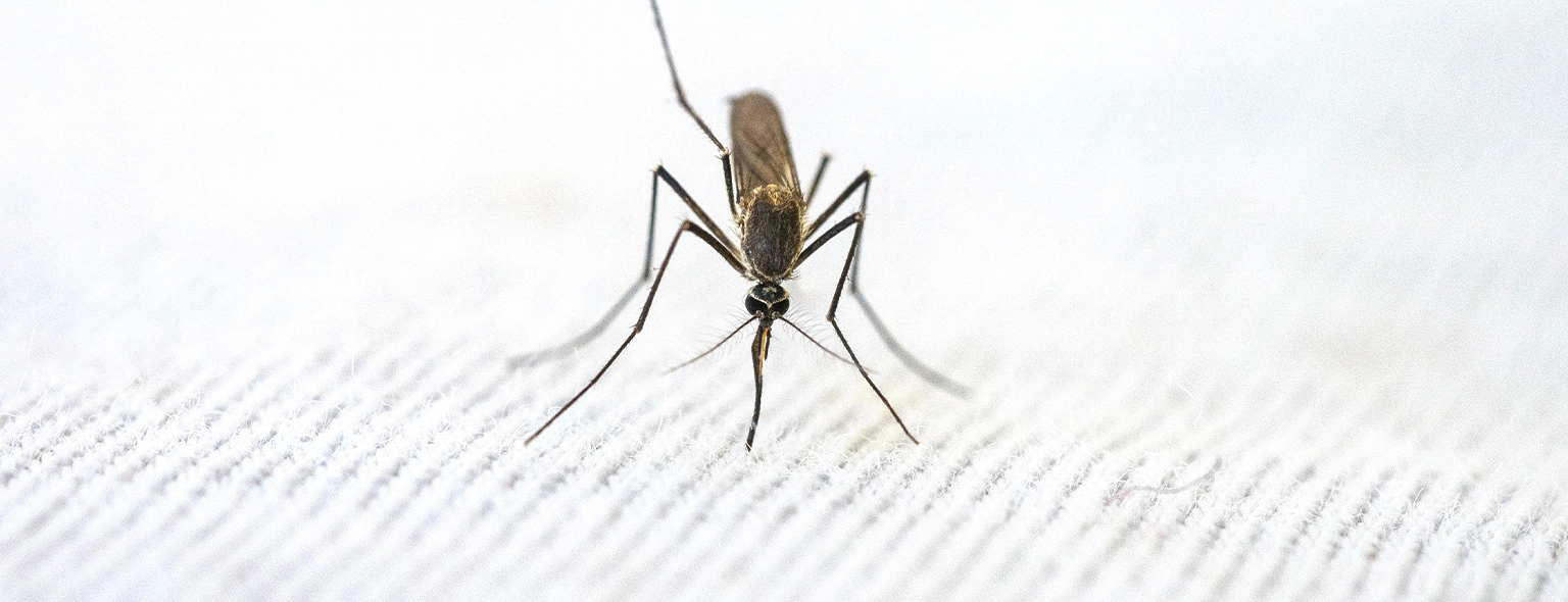 Muggenbult behandelen: tips | Holland & Barrett