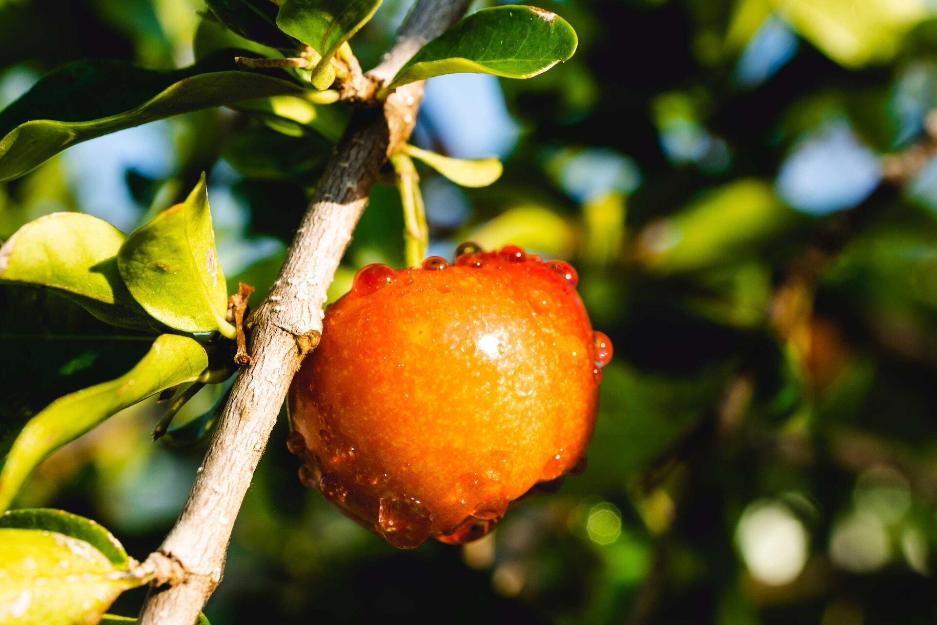 Acerola: de beste bron van vitamine C? | Holland & Barrett