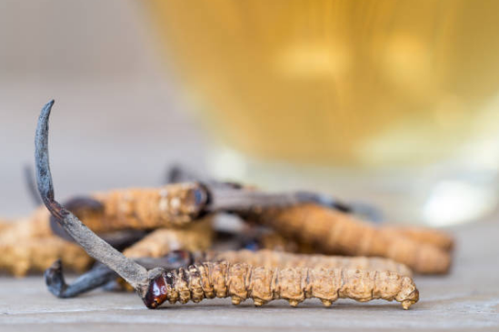 Cordyceps: een duister monster of een superfood met status? | Holland ...