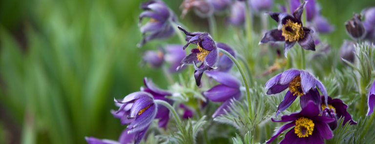 Your Guide To Pulsatilla | Uses, Benefits & Side Effects | Holland ...
