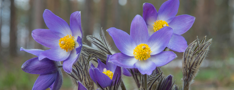 Your Guide To Pulsatilla | Uses, Benefits & Side Effects | Holland ...