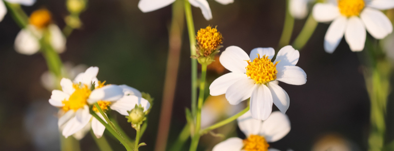 Bidens Pilosa | Uses & Science-Based Benefits | Holland & Barrett