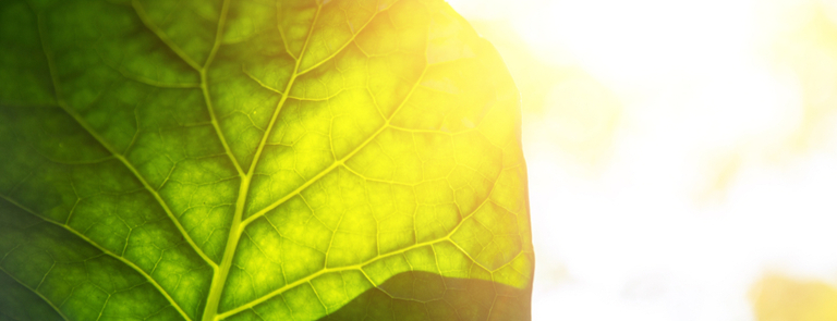 Your Guide To Chlorophyll | Benefits | Holland & Barrett