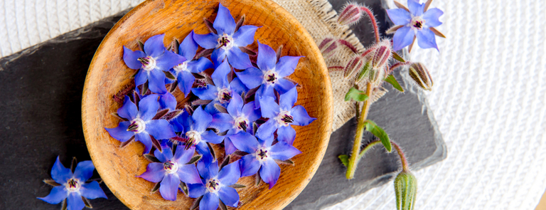 4 Ways To Use Starflower Oil | Starflower Benefits | H&B