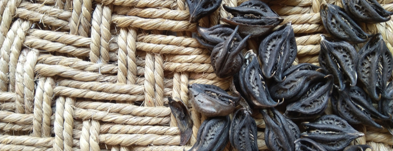 Devil’s Claw: Benefits, Dosage, Side-effects | Holland & Barrett