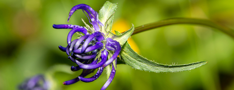 Devil’s Claw: Benefits, Dosage, Side-effects | Holland & Barrett
