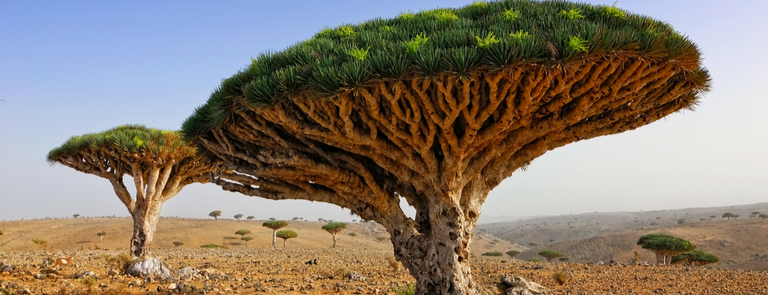 Dragon’s Blood: Benefits, Uses & Side Effects | Holland & Barrett