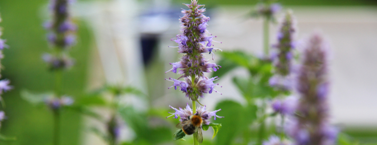 Patchouli Essential Oil: 16 Benefits & Uses | Holland & Barrett