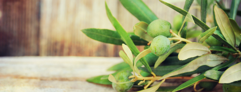 Olive Leaf Extract: Benefits, Uses & Side Effects | Holland & Barrett