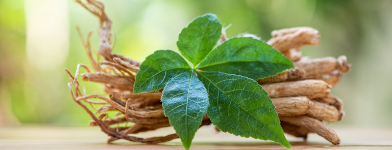 Your Ultimate Guide To The Top 25 Herbal Medicines | Holland & Barrett