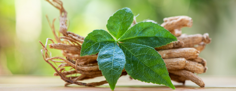 Ginseng Tablets | Red Ginseng | Holland & Barrett