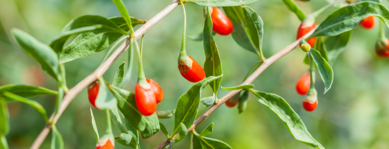 11 Ways To Use Goji Berries | Holland & Barrett