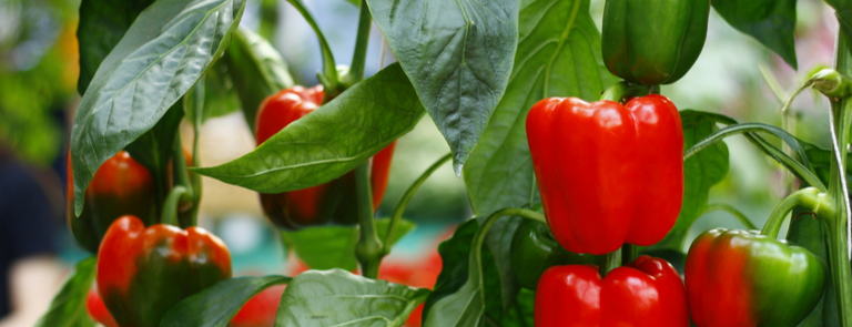 10 Lutein Benefits & Food Sources | Holland & Barrett