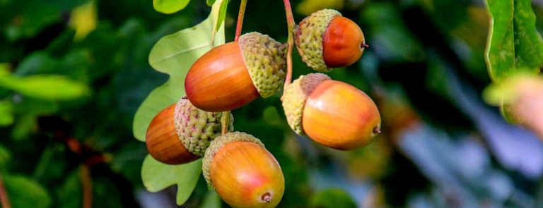 A – Z List of Different Types of Nuts – 25 Kinds | Holland & Barrett