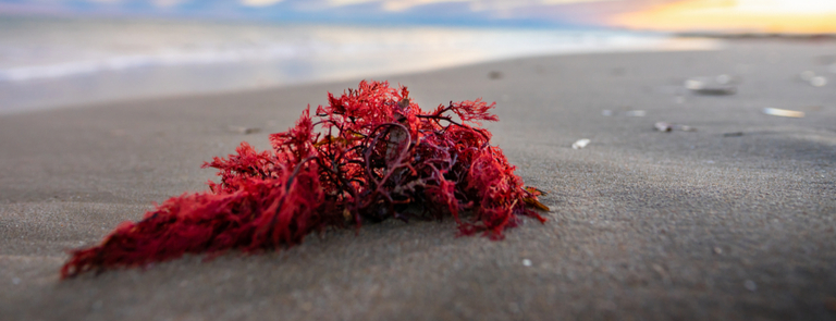 What Is Red Algae? | Holland & Barrett