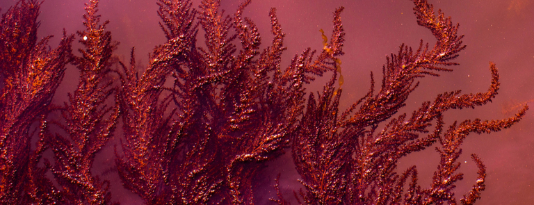 What Is Red Algae? | Holland & Barrett