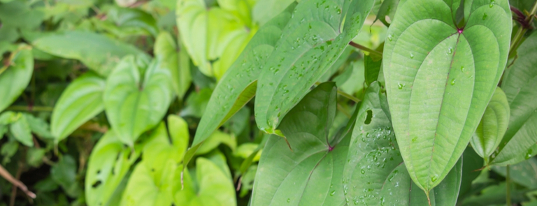 9 Health Benefits Of Wild Yam | Holland & Barrett