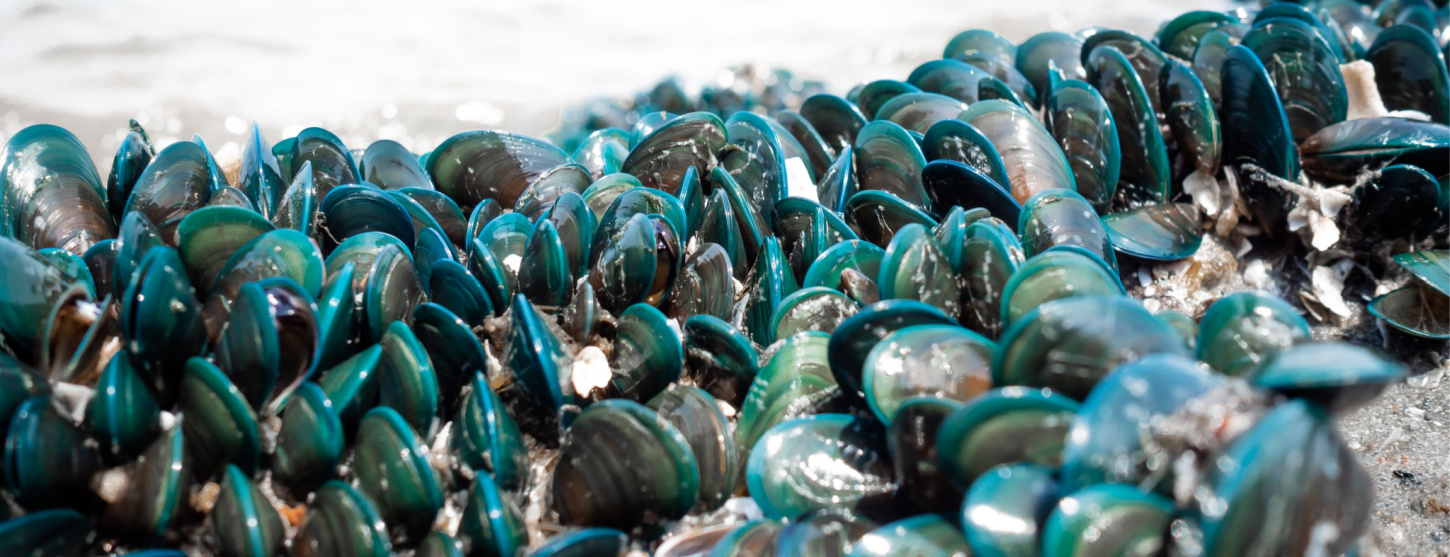 Green Lipped Mussels: All You Need to Know | Holland & Barrett