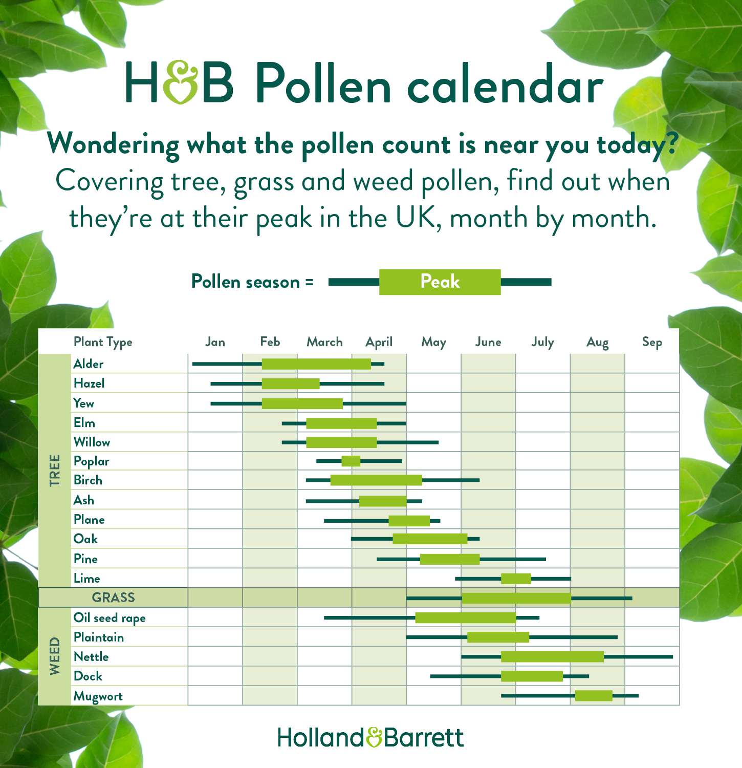 UK Pollen Count Calendar | Hay Fever | Holland & Barrett