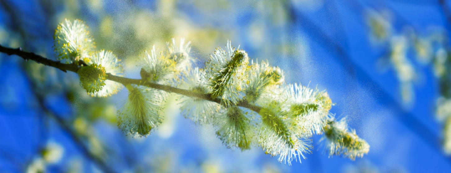 UK pollen count calendar | Holland & Barrett