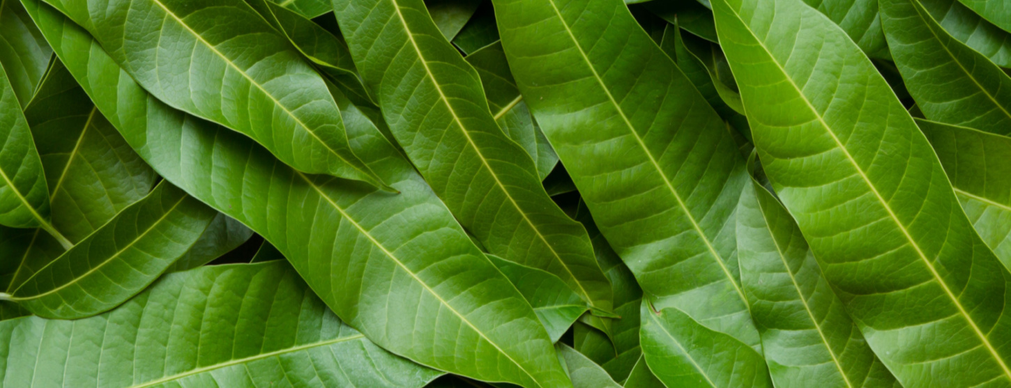 7 Best Zynamite® Benefits | Holland & Barrett