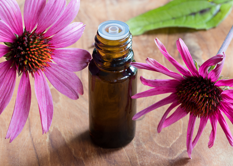 Echinacea: Benefits, Dosage, Side-Effects | Holland & Barrett