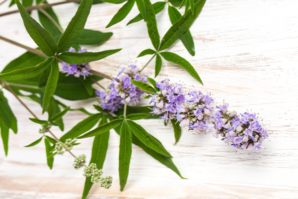 Vitex Agnus Castus (Chasteberry): Benefits, Dosage, Side-Effects ...