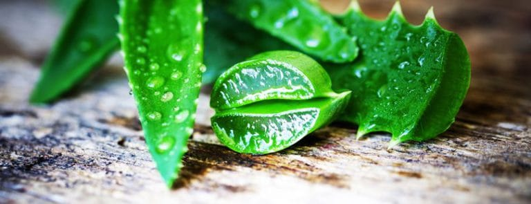 Aloe Vera: Benefits, Uses, Dosage & Side-Effects | Holland & Barrett