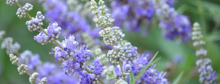 Agnus Castus: Benefits, Side-Effects, Dosage | Holland & Barrett