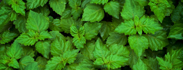 Patchouli Essential Oil: 16 Benefits & Uses | Holland & Barrett